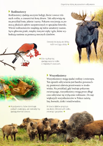 Page 23 - Przyroda, Tajemnice Przyrody, podręcznik, klasa 4